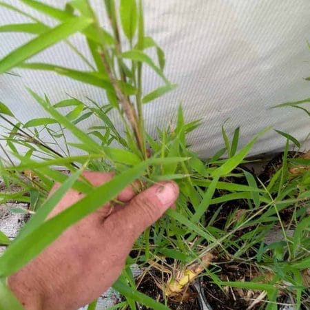 Mexican Weeping Bamboo 200mm Pot - Sydney Bamboo