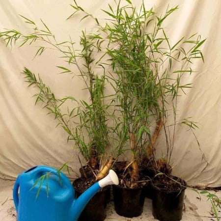 Mexican Weeping Bamboo 200mm Pot - Sydney Bamboo