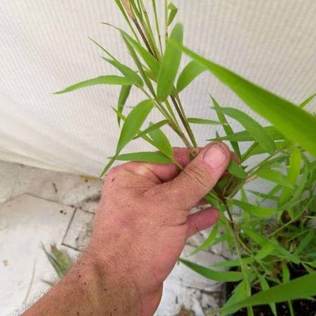 Mexican Weeping Bamboo 200mm Pot - Sydney Bamboo