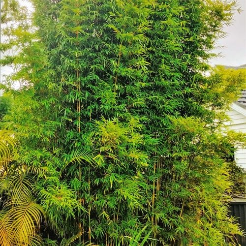 FAQ Slender Weavers: Honest Answers To 18 Common Questions