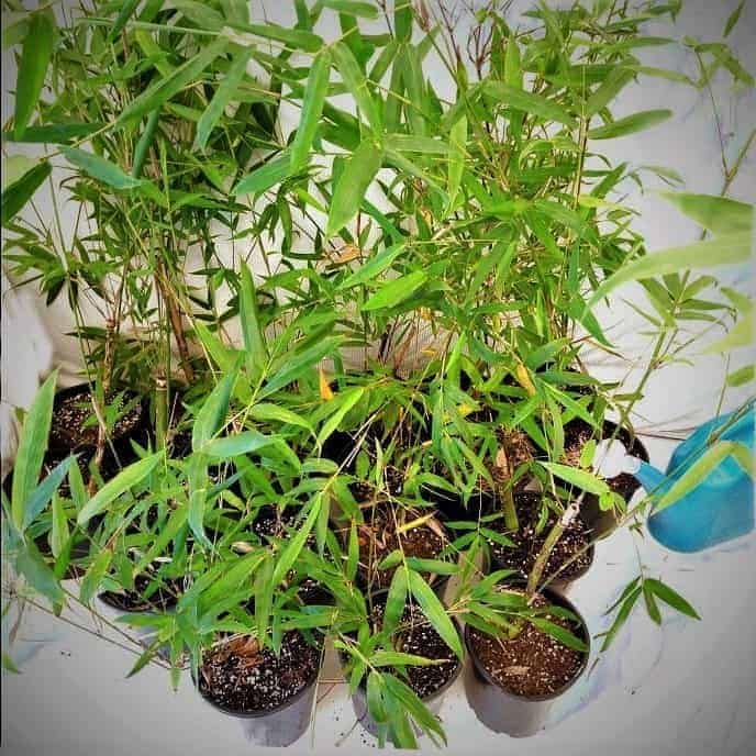 Slender Weavers Bamboo Plants Sydney Bamboo. $69.50 200mm Pot