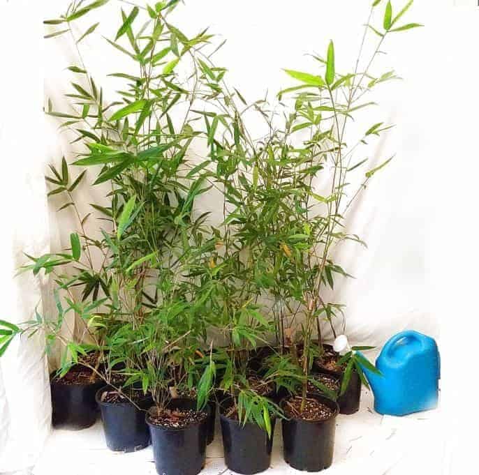 Slender Weavers Bamboo Plants Sydney Bamboo. $69.50 200mm Pot