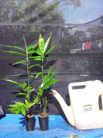 Rare Bamboo Plants For Sale From Sydney Bamboo