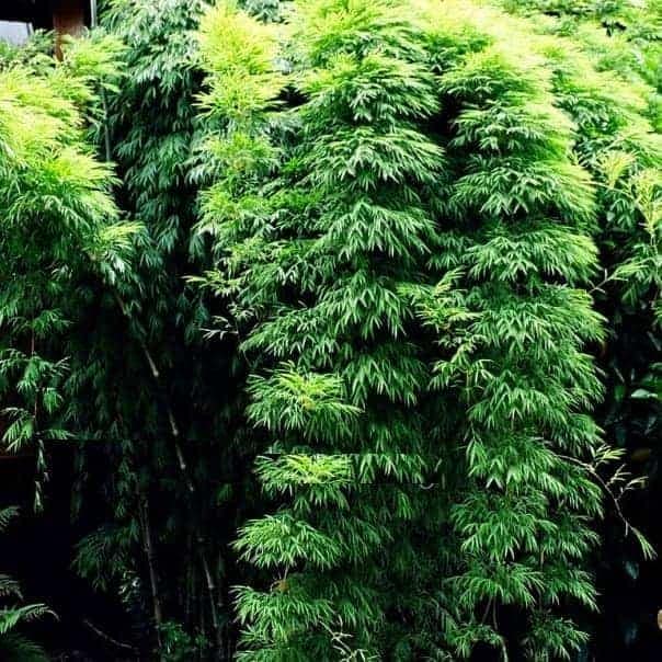 Rare Bamboo Plants For Sale From Sydney Bamboo